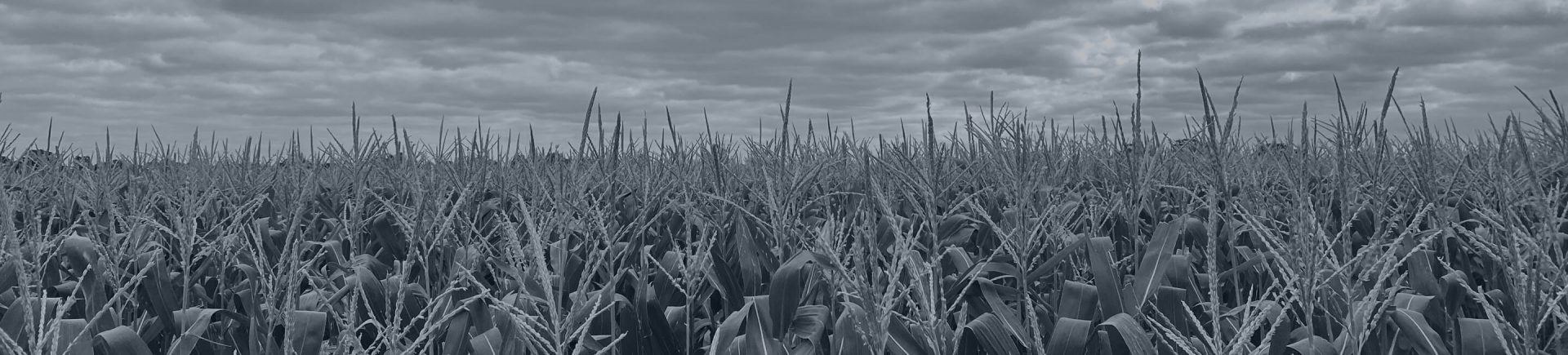 Investment Strategy – AAGIM