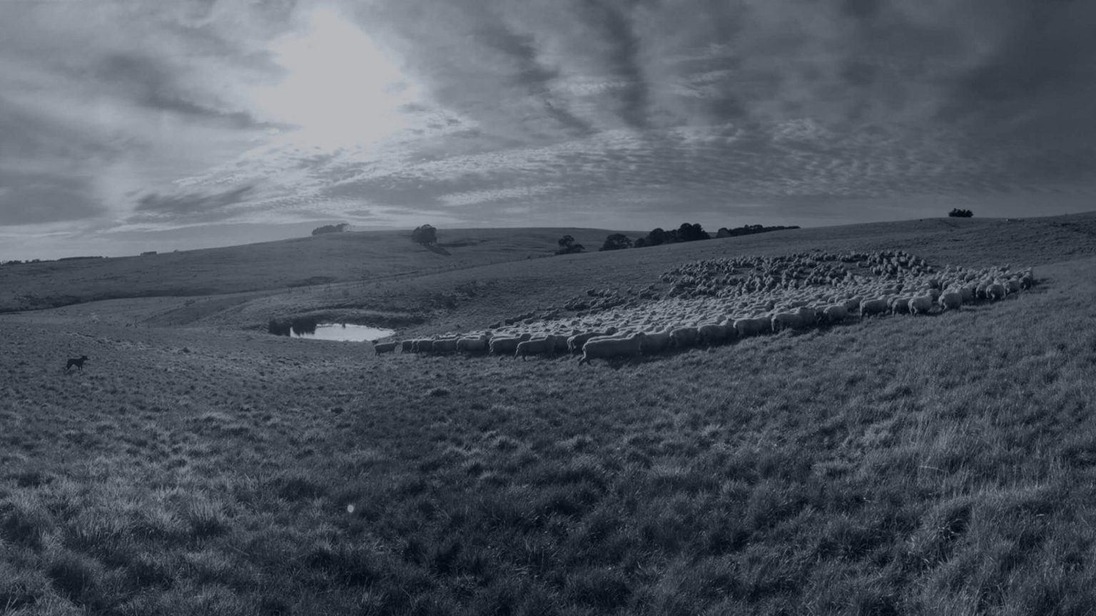 AAGIM – Investment Management